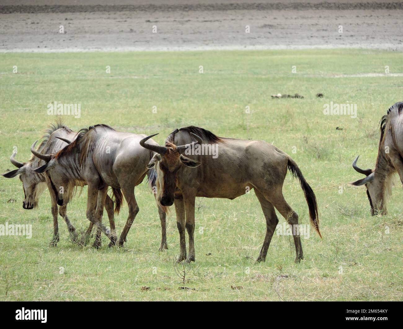 Wildebeest herd in tall grass the savannah Tanzania East Africa Stock Photo - Alamy