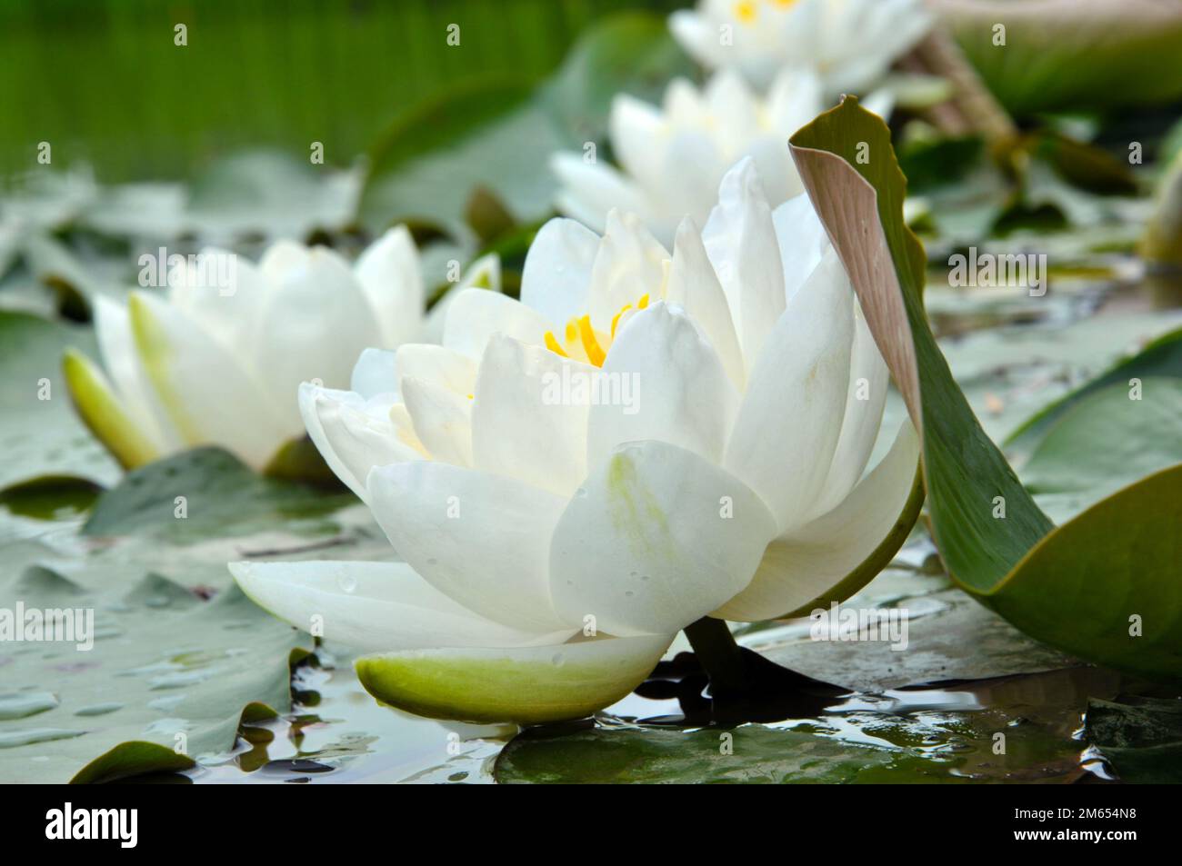 Blossoming lotus flowers in pond Stock Photo - Alamy