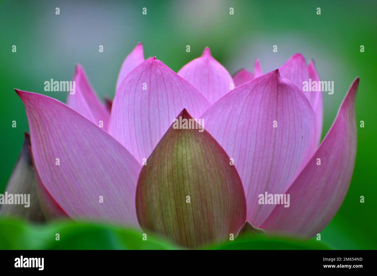 Blossoming lotus flowers in pond Stock Photo - Alamy