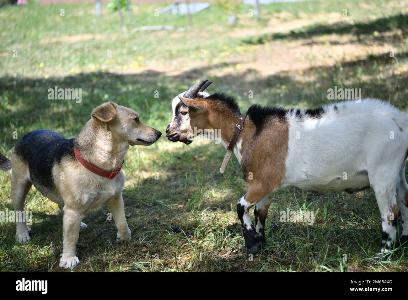 Dog and goat touch the face with their snout Stock Photo - Alamy