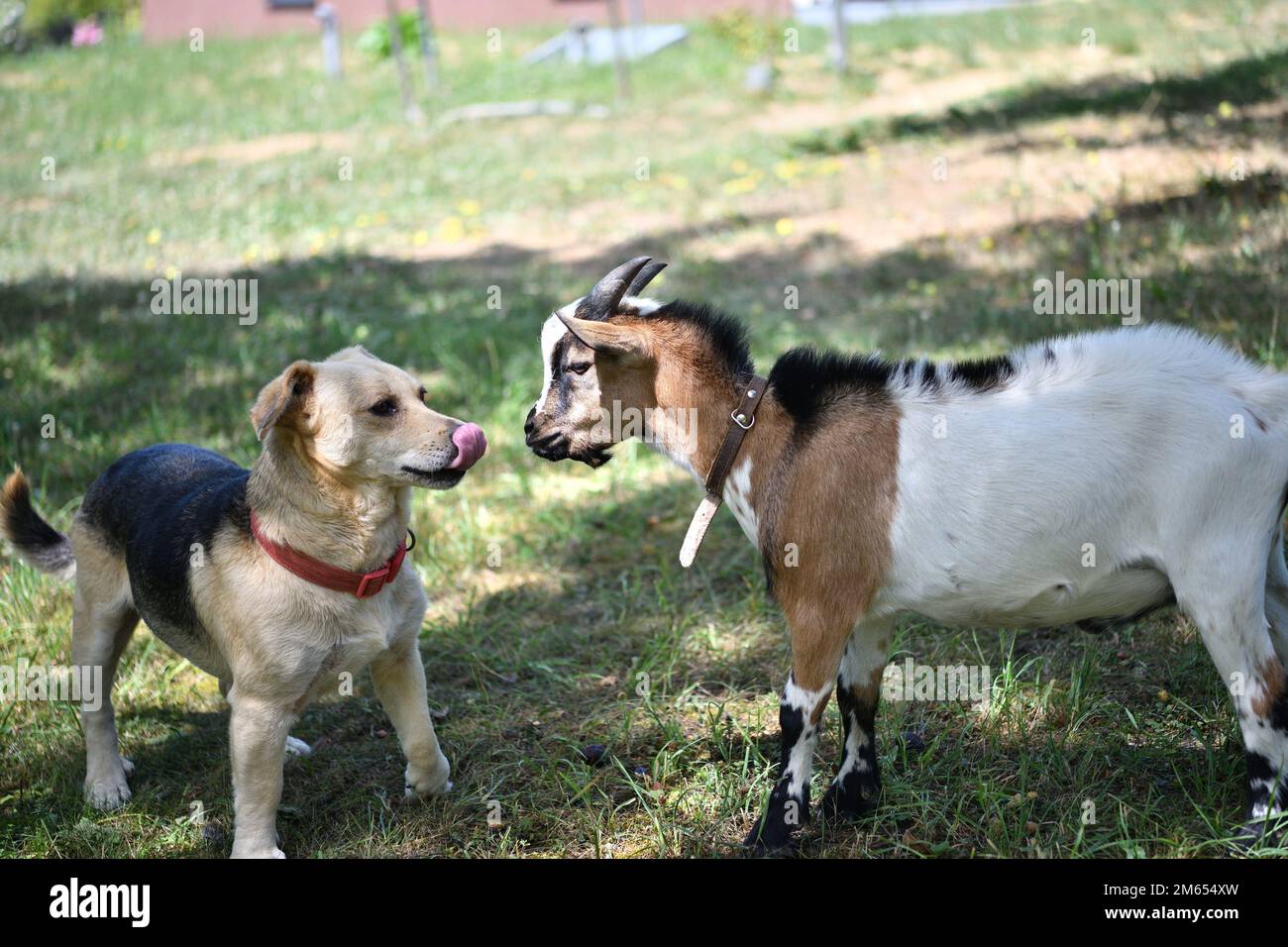 Dog and goat touch the face with their snout Stock Photo - Alamy