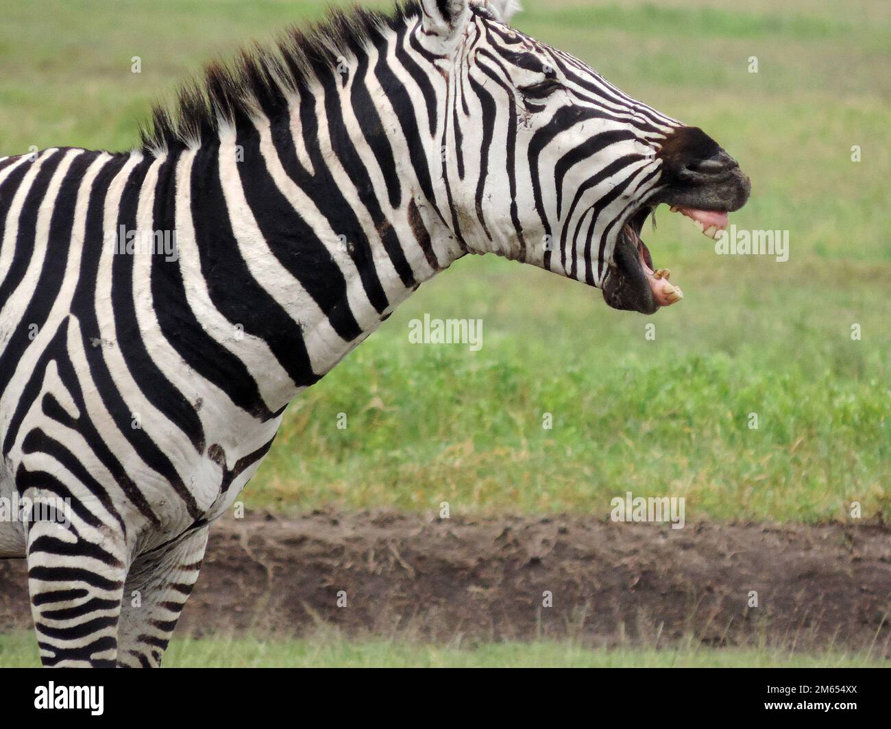 Zebra neighing in the savannah Tanzania East Africa Stock Photo - Alamy