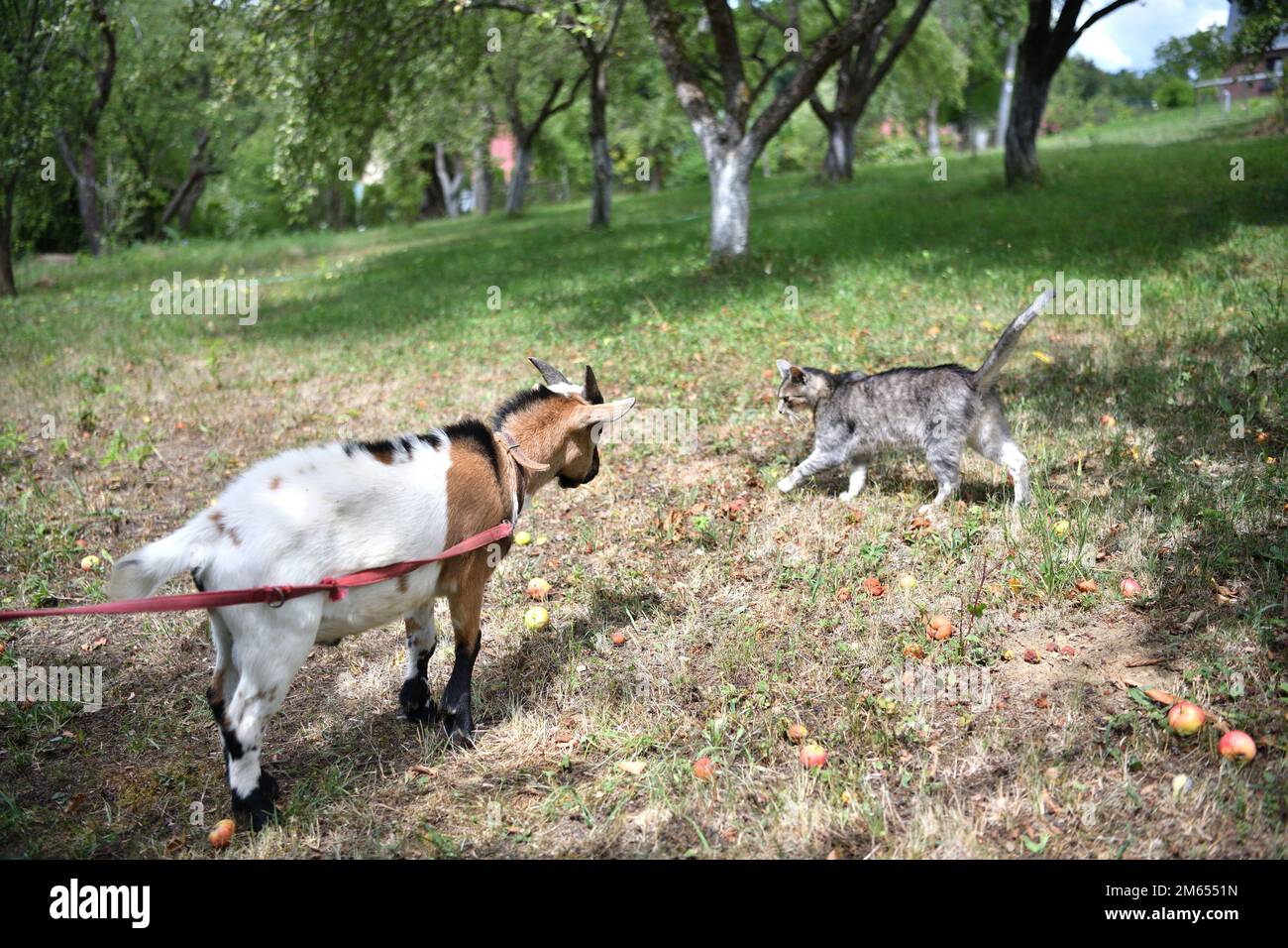 Domestic pets snuggle up to each other like best friends Stock Photo ...