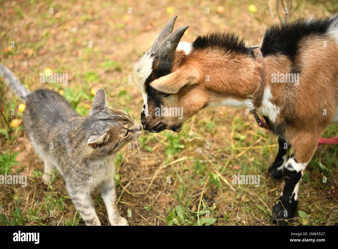 Animal love between domestic goat dog and cat Stock Photo - Alamy
