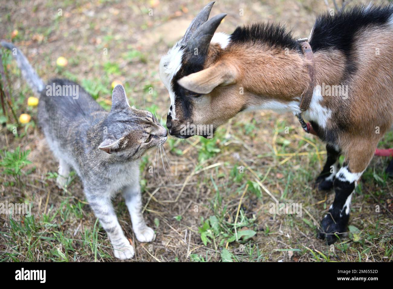 Cat and goat touch the face with their muzzle Stock Photo - Alamy