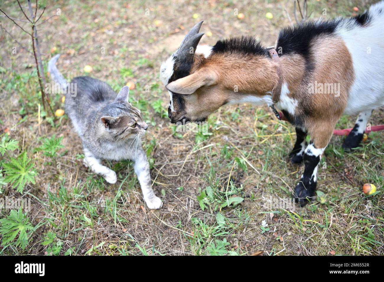 Cat and goat touch the face with their muzzle Stock Photo - Alamy