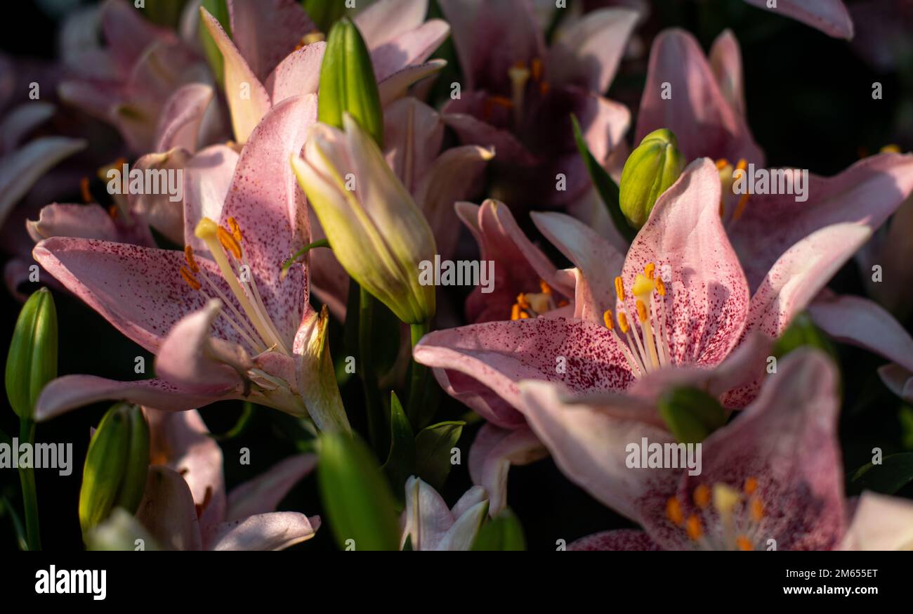 Madonna with flowers hi-res stock photography and images - Alamy