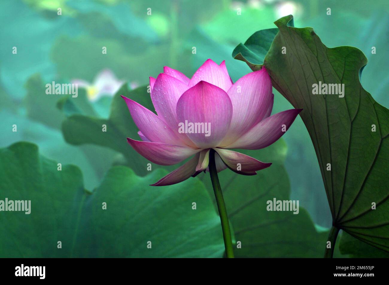 Blossoming lotus flowers in pond Stock Photo - Alamy