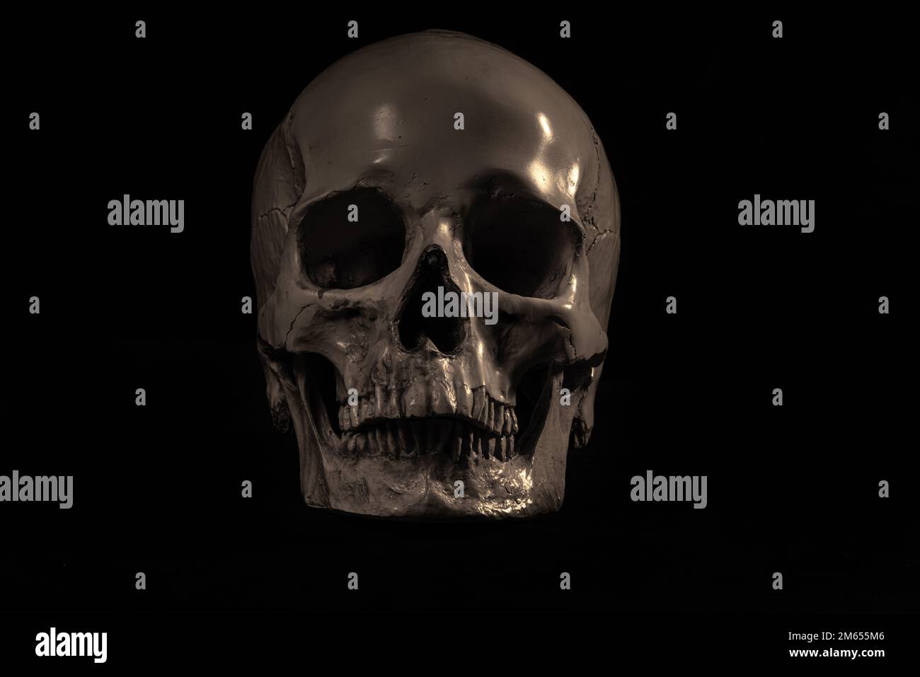 A closeup shot of a grey skull on the black background Stock Photo - Alamy