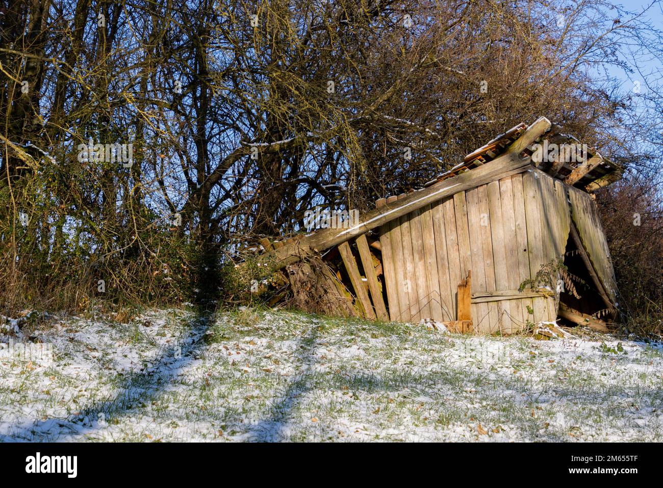 Collapsed tree hi-res stock photography and images - Alamy