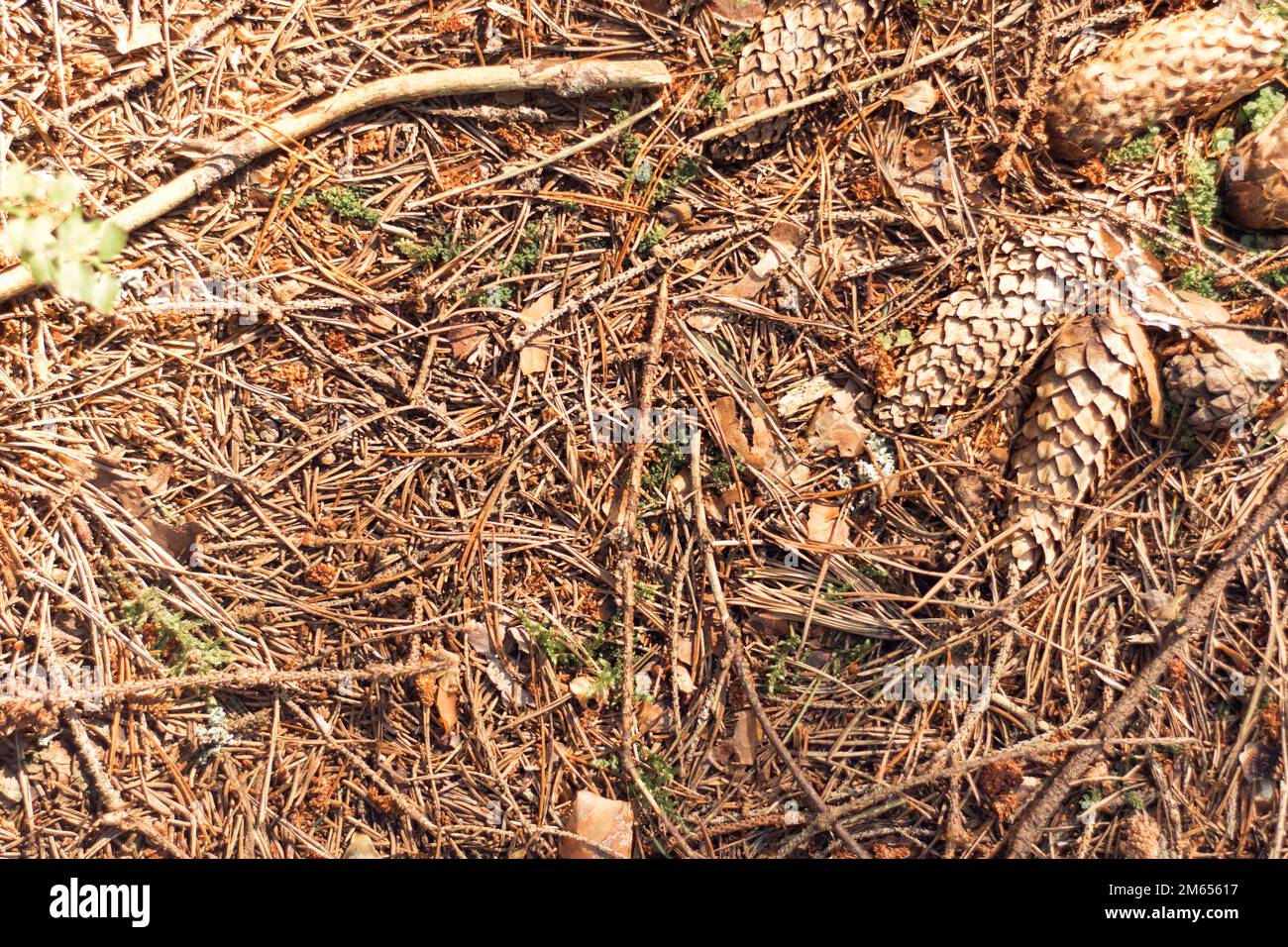 Fallen spruce cones and needles on ground. Flat lay, closeup view. Dry ...