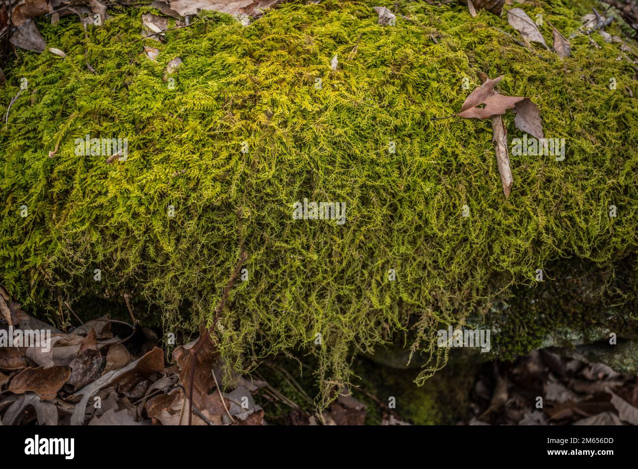 Thick lush green moss growing on a boulder hanging down in layers with ...