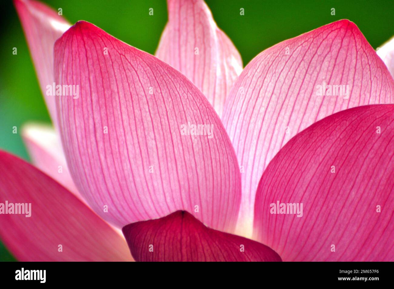 Blossoming lotus flowers in pond Stock Photo - Alamy