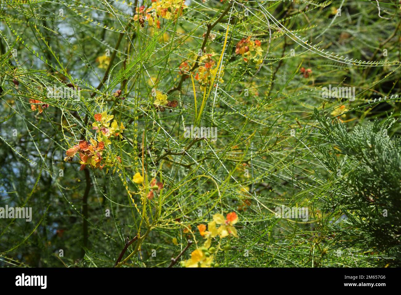 Orange Flower in Israel Stock Photo - Alamy
