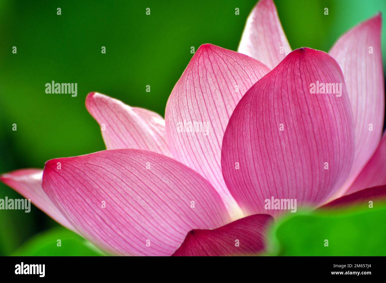 Blossoming lotus flowers in pond Stock Photo - Alamy