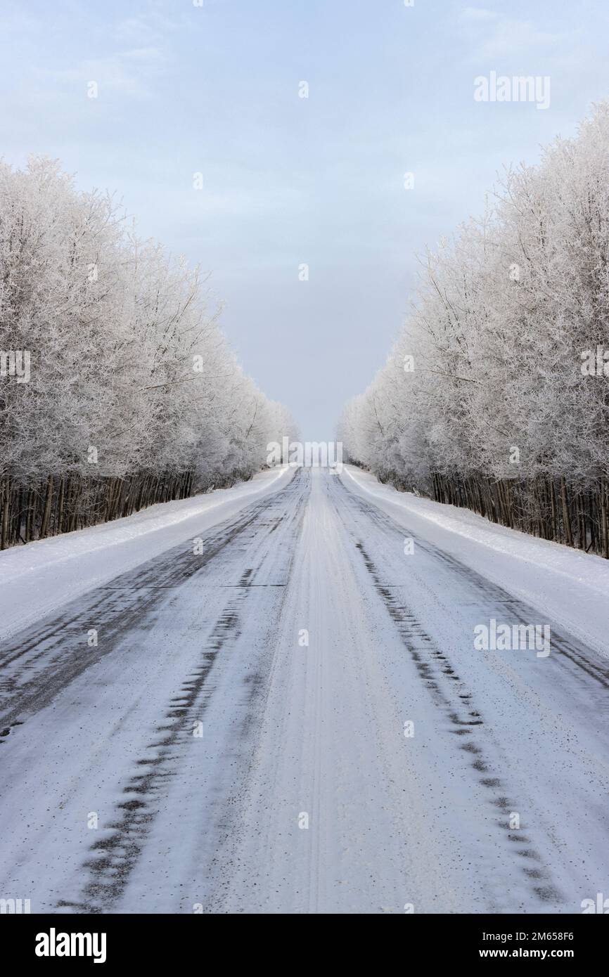 snow covered symmetrical trees lining frosty road Stock Photo - Alamy
