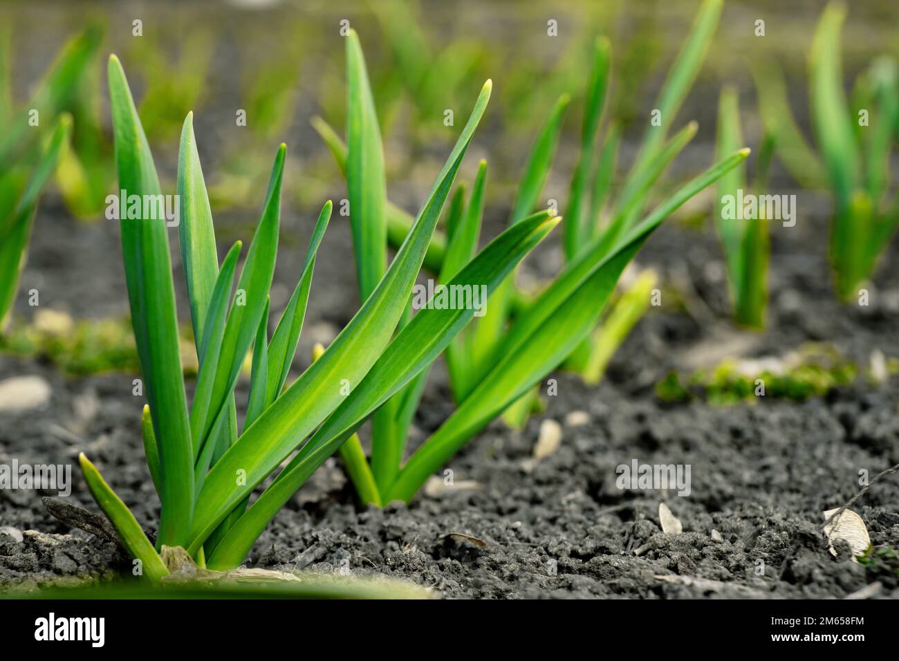 Young shoots of garlic on the field on a spring sunny day Stock Photo ...