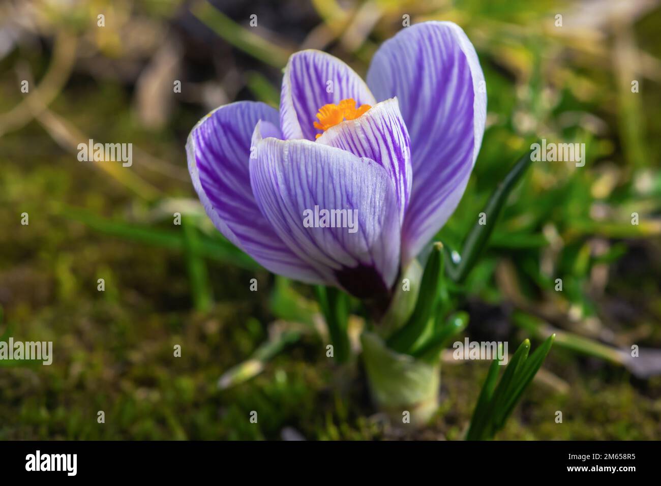 beautiful violet crocus portrait, macro spring photography of crocus ...