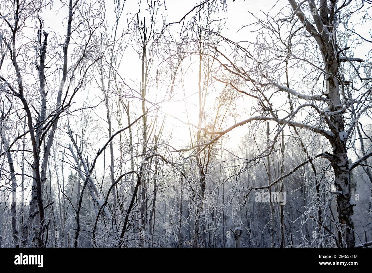 frosty tree branches sparkling in the sun Stock Photo - Alamy