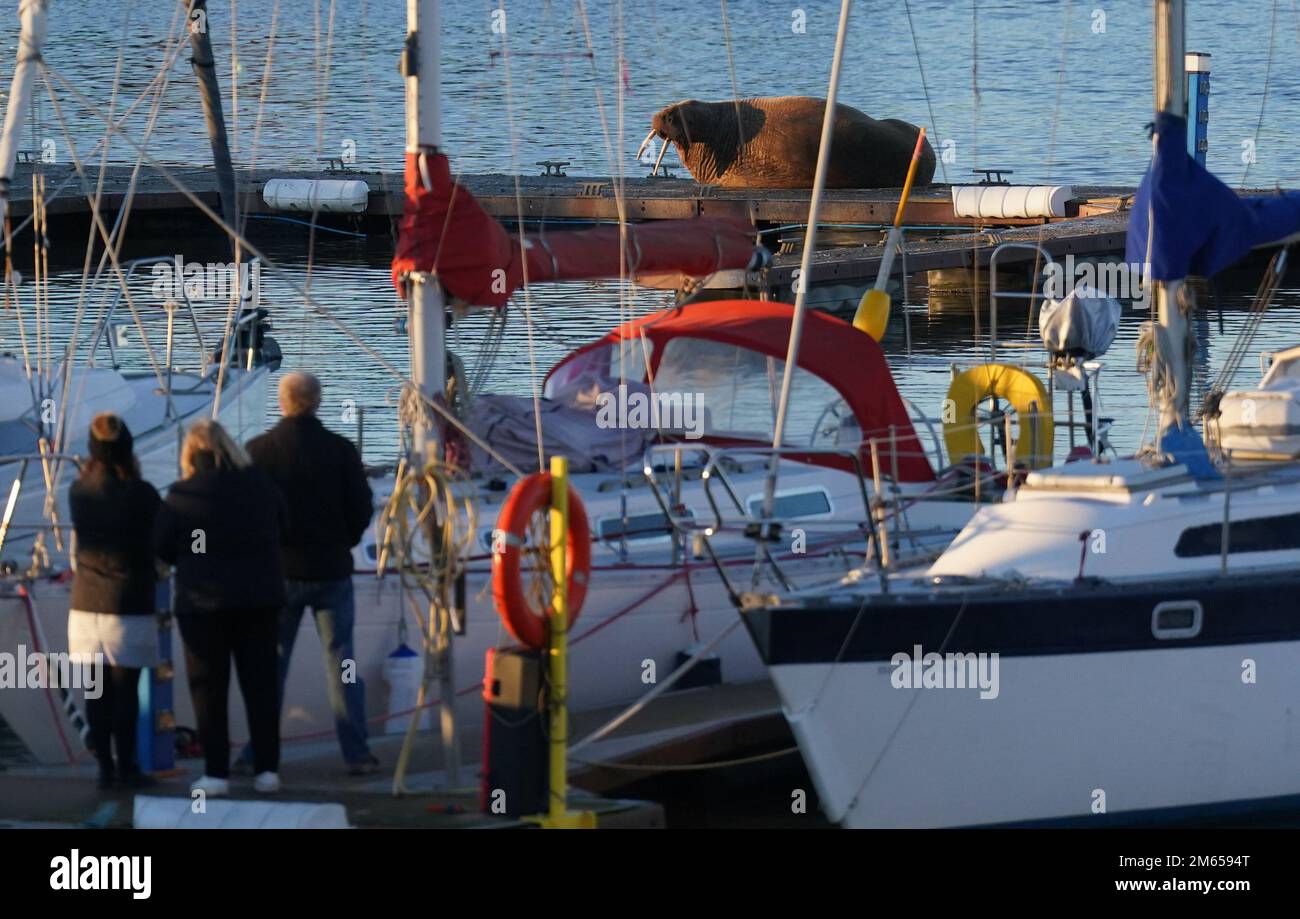 People look at a walrus at the Royal Northumberland Yacht Club in Blyth ...