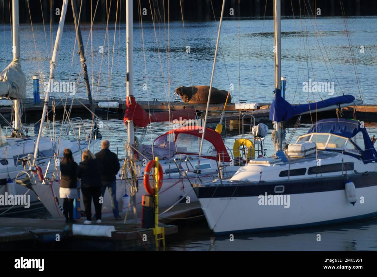 People look at a walrus at the Royal Northumberland Yacht Club in Blyth ...