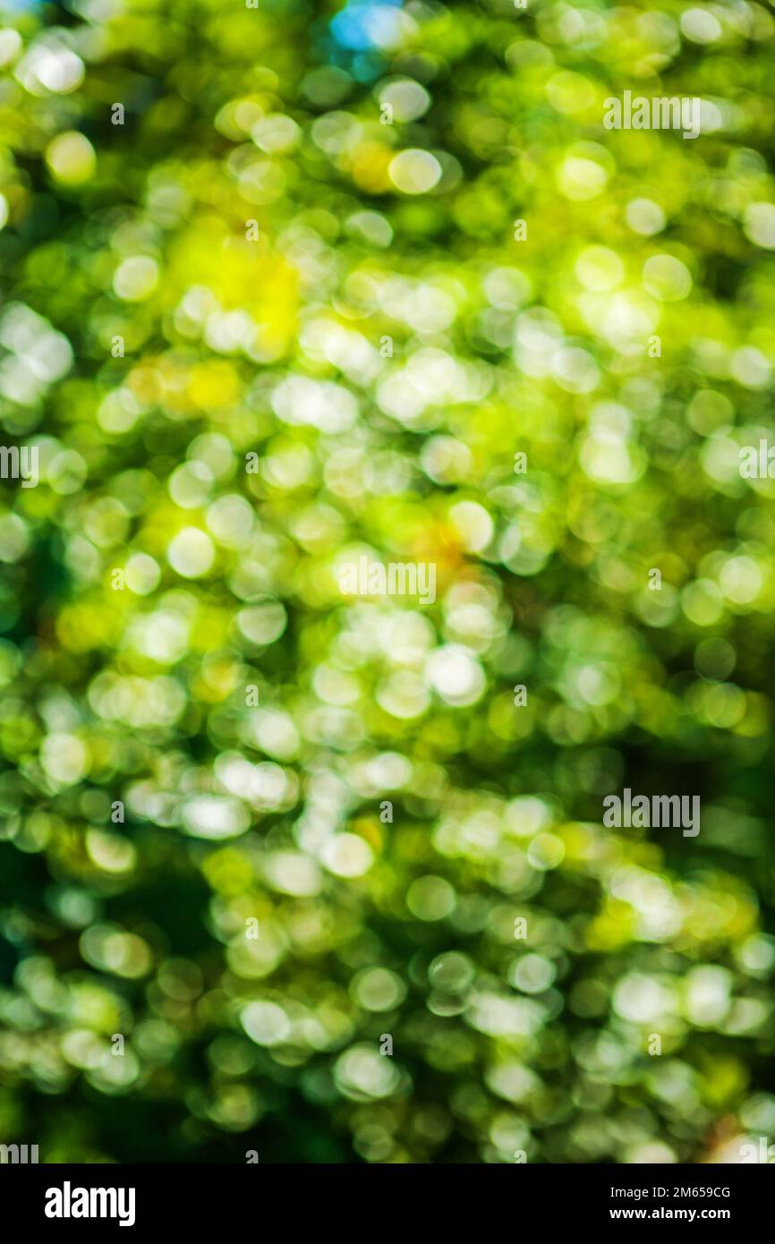 art background green summer bokeh blurred leaves Stock Photo - Alamy
