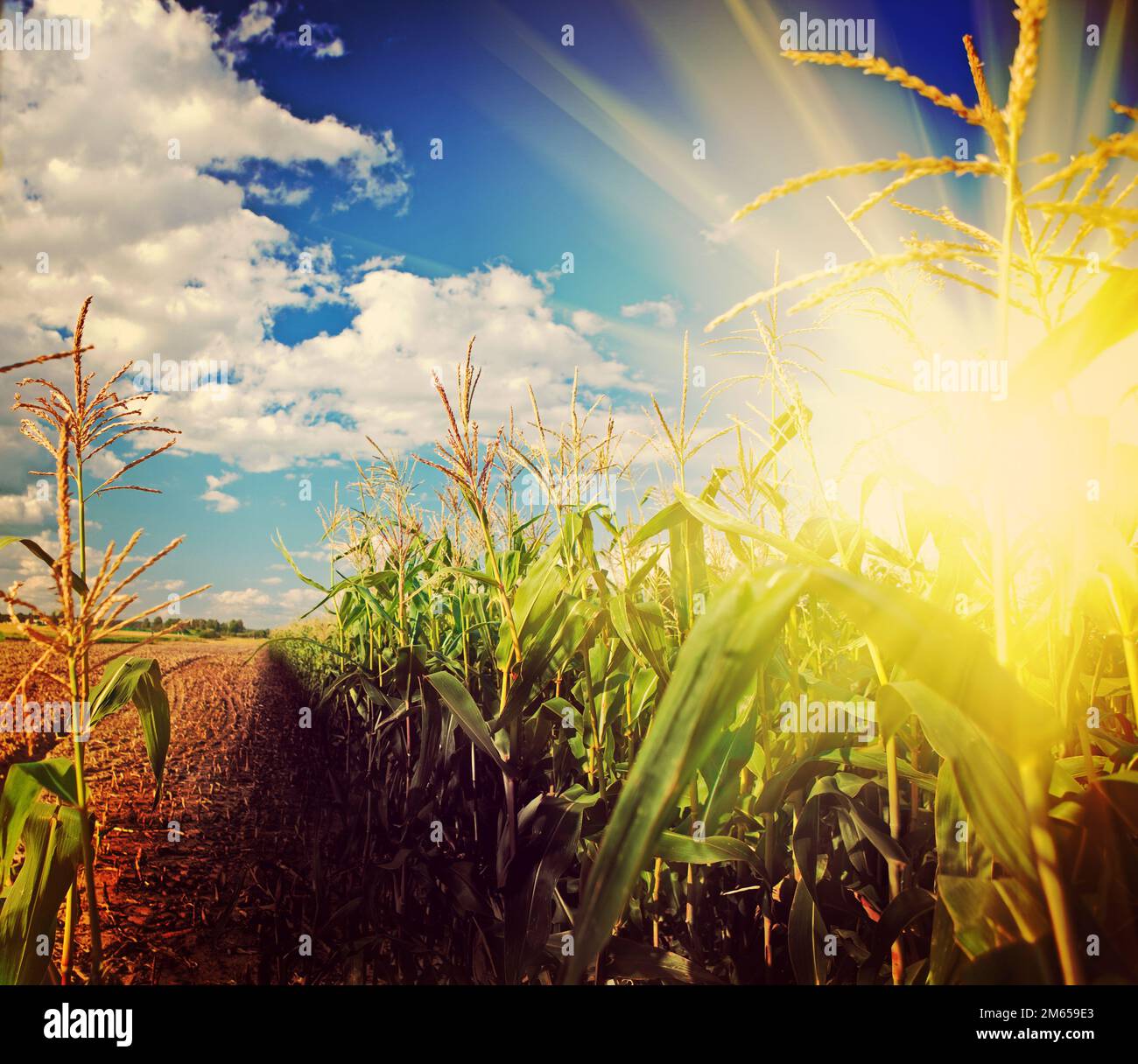 beautiful sunrise on corn field after harvest instagram stile Stock ...