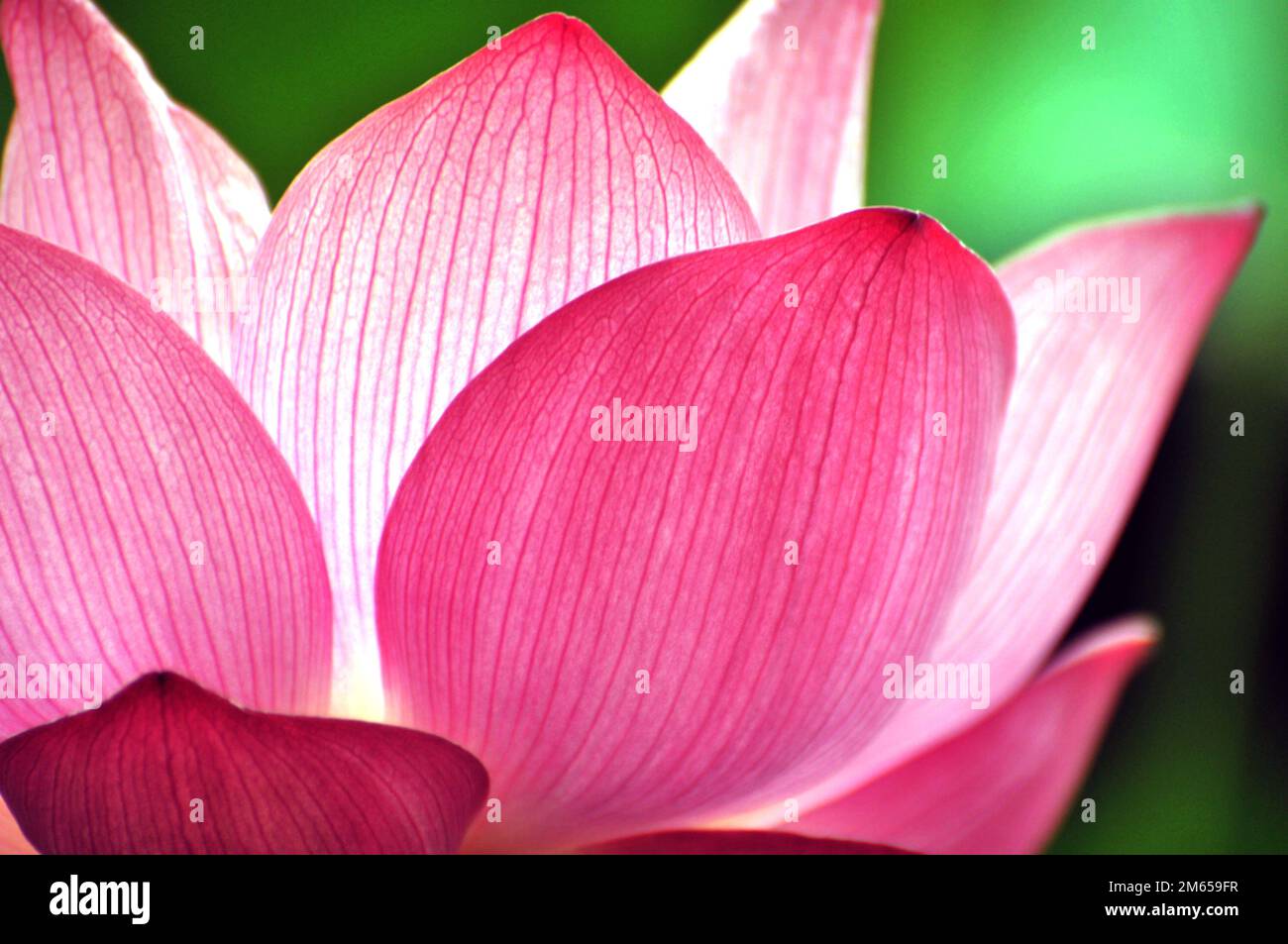 Blossoming lotus flowers in pond Stock Photo - Alamy