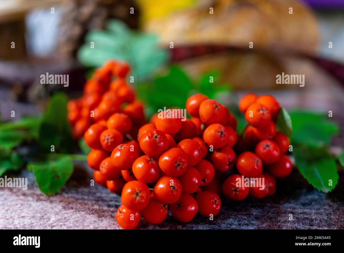 A bunch of red rowanberries on a blurred background Stock Photo - Alamy