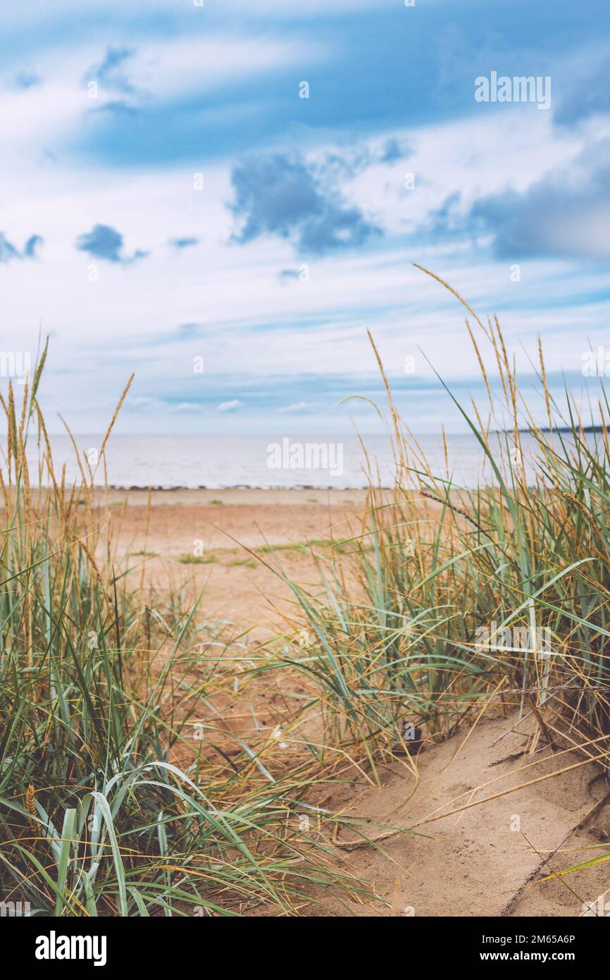 Halmstad West beach, grass at sandy shoreline of Kattegat Sea on ...