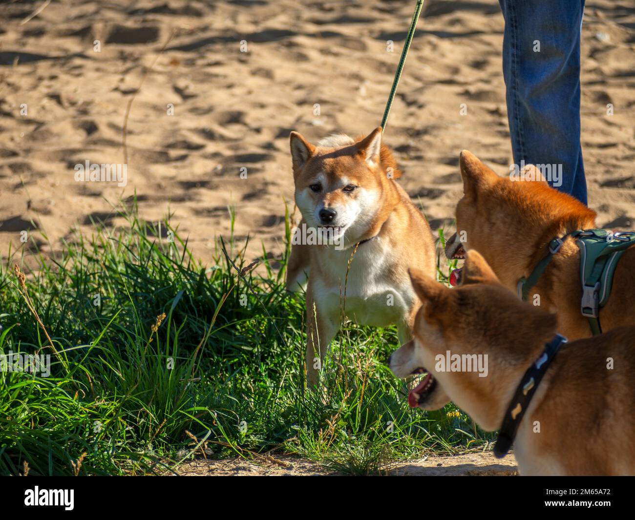 Shiba Inu plays on the dog playground in the park. Cute dog of shiba ...