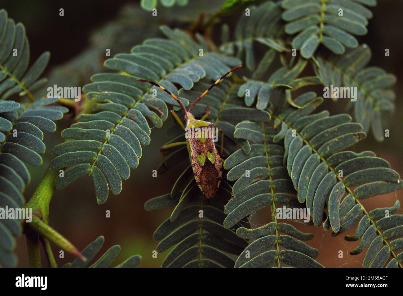 Beautifulinsects hi-res stock photography and images - Alamy