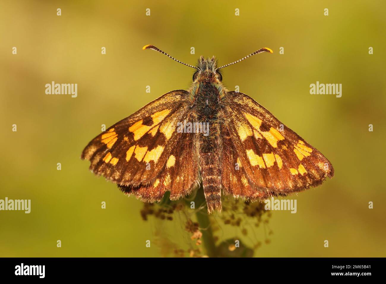 Closeup on the rare Chequered skipper, Carterocephalus palaemon sitting with open wings against ...