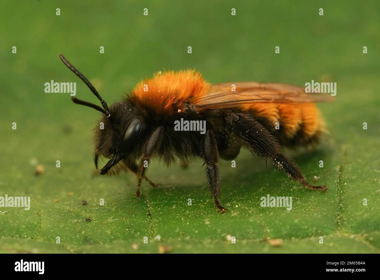 Detailed closeup on a colorful red and black fluffy female tawny mining ...