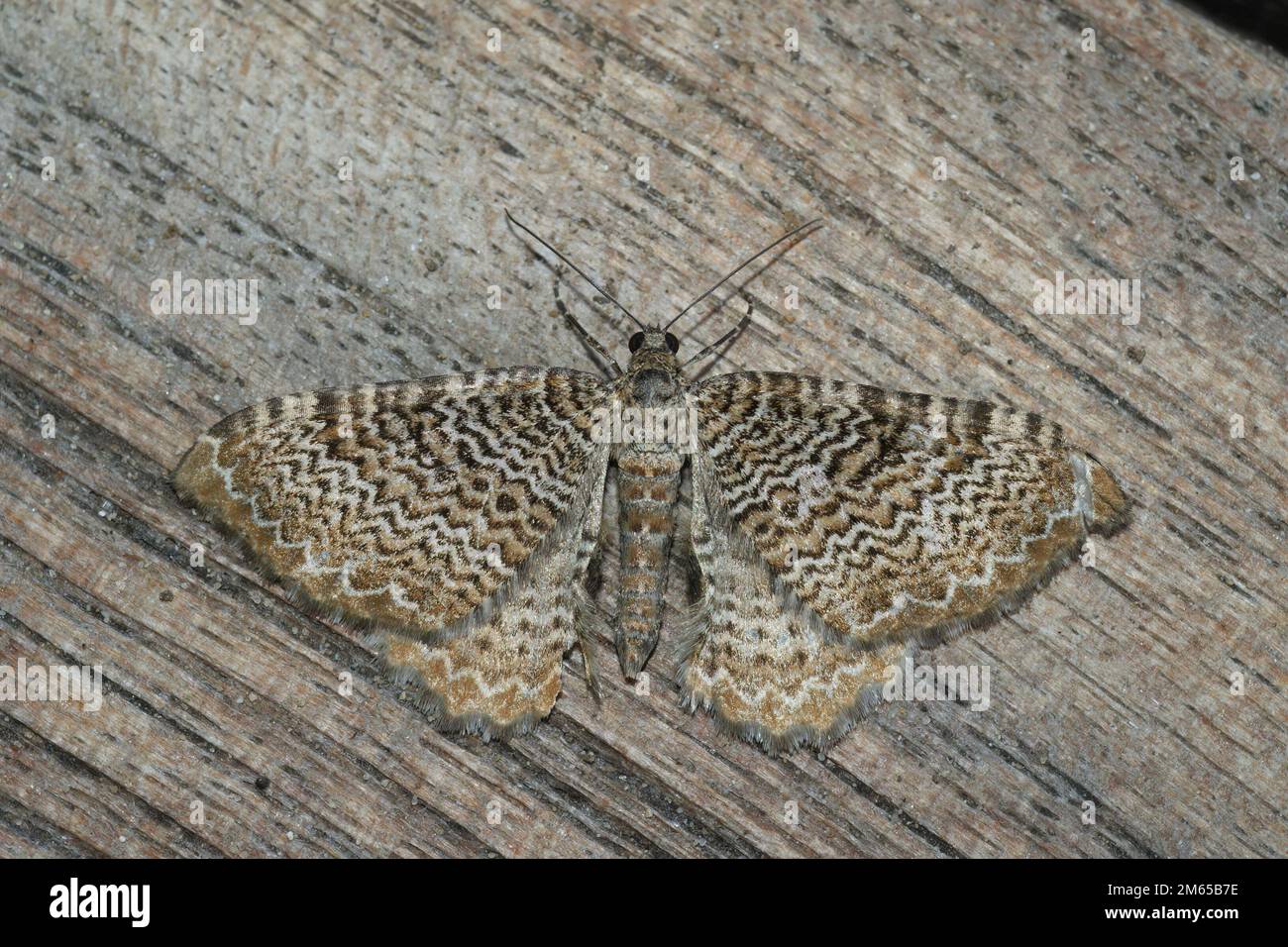 Detailed Closeup on a beatiful Scallop Shell geometer moth , Hydria ...