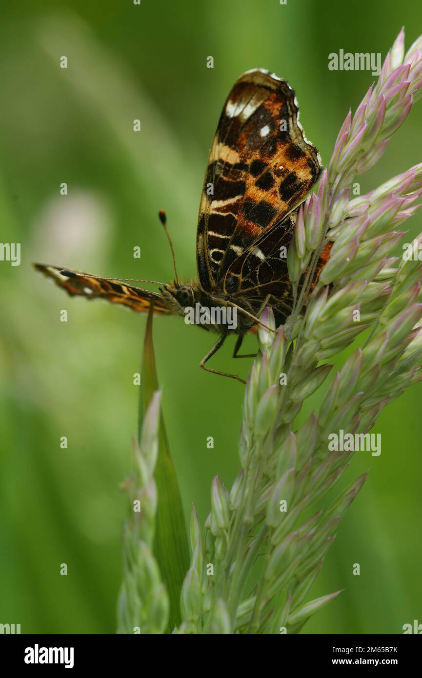 Upward angle natural closeup on the colorful orange spring version of ...