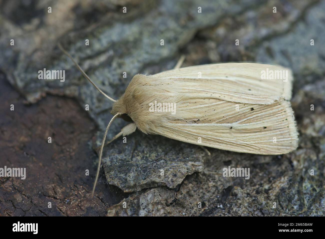 Smoky moth hi-res stock photography and images - Alamy