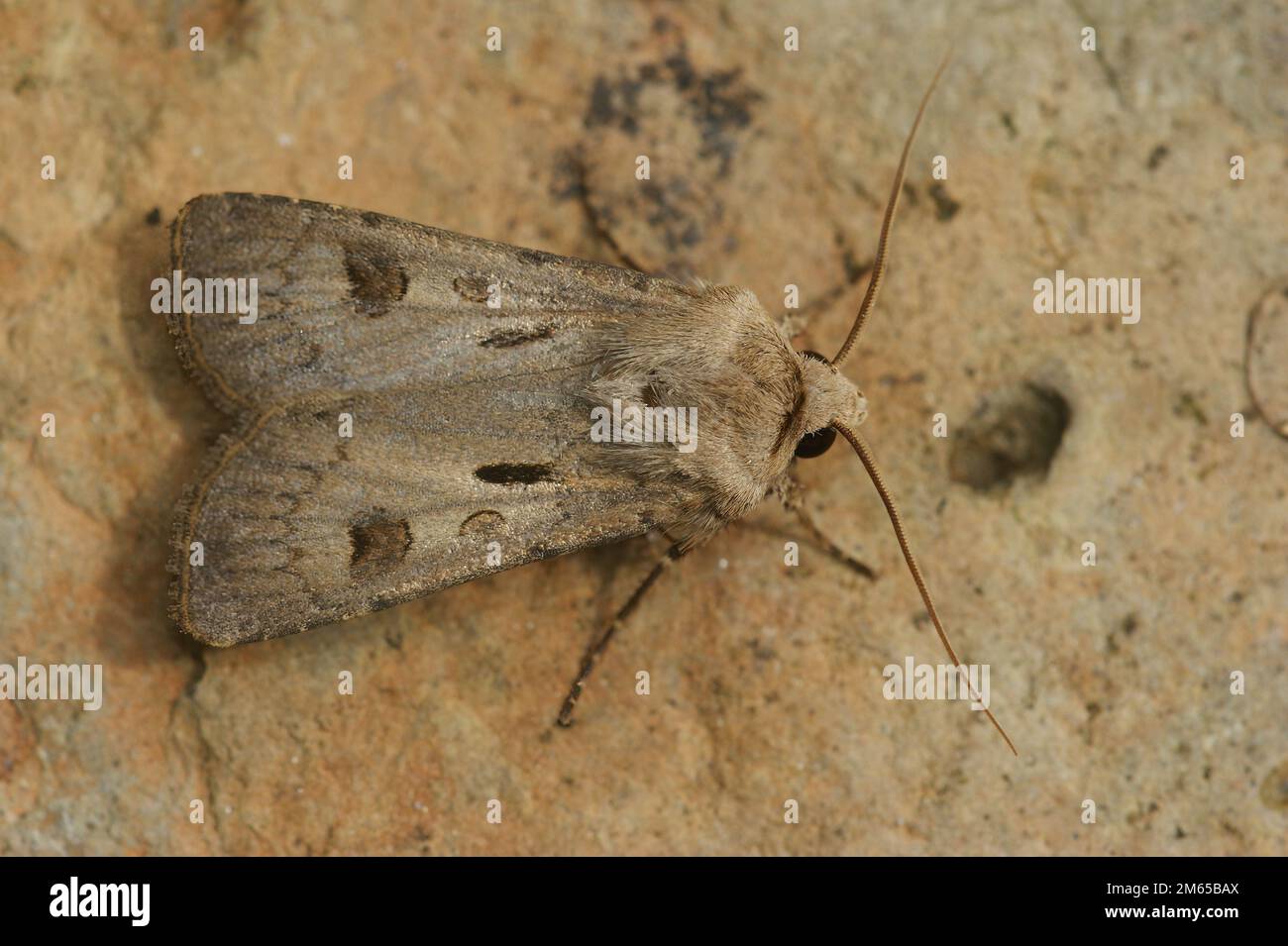 Detailed closeup on the brown Heart and Dart owlet moth, Agrotis ...