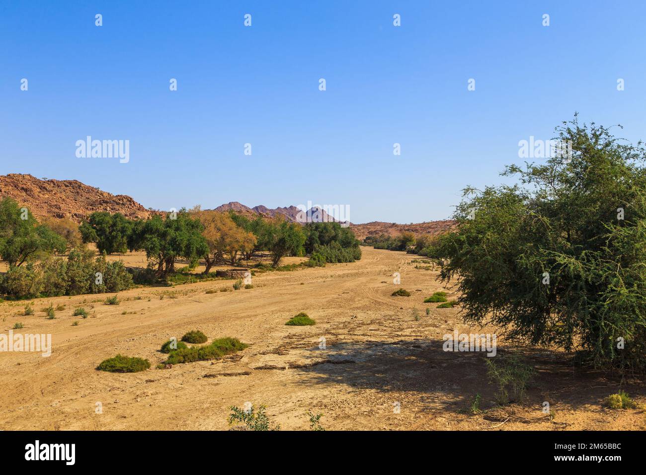 Namibian landscape, red ground and African vegetation around ...