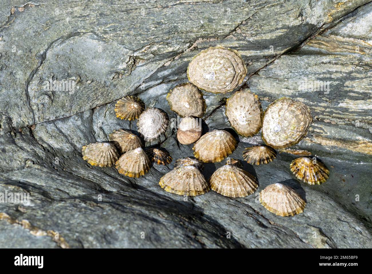 A cluster of limpets on a rock outcrop Stock Photo - Alamy