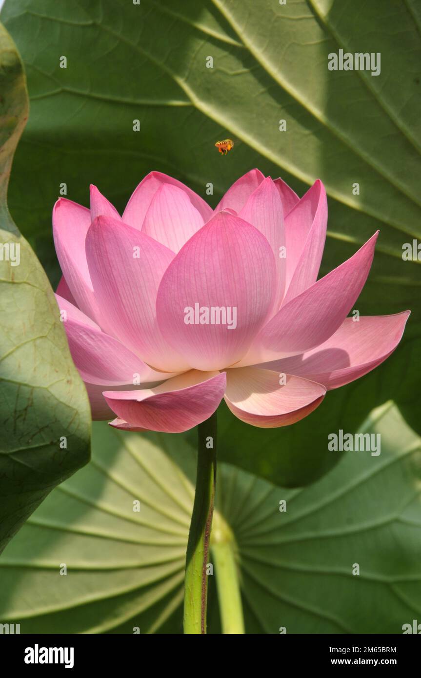Blossoming lotus flowers in pond Stock Photo - Alamy