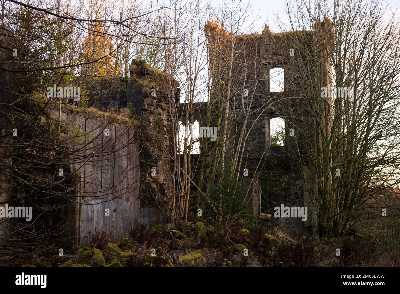 Ruins of a Scottish Castle hidden in the forest Stock Photo - Alamy