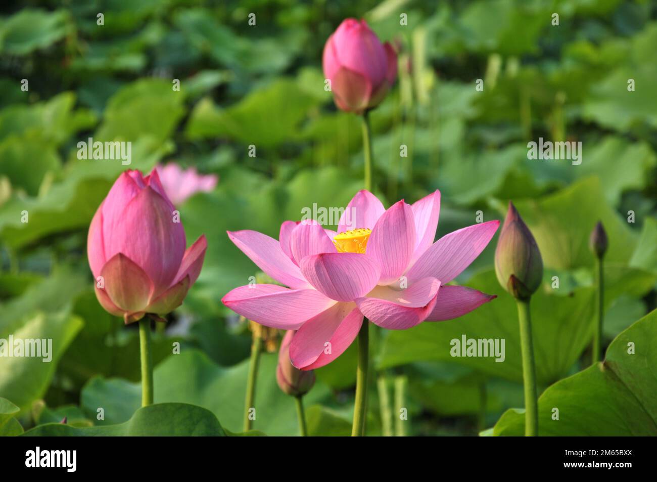 Blossoming lotus flowers in pond Stock Photo - Alamy