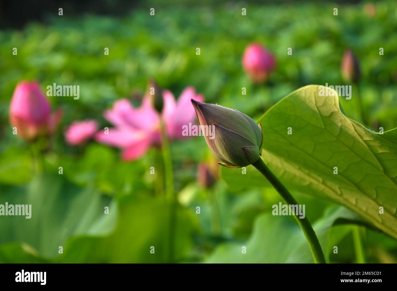 Blossoming lotus flowers Stock Photo - Alamy