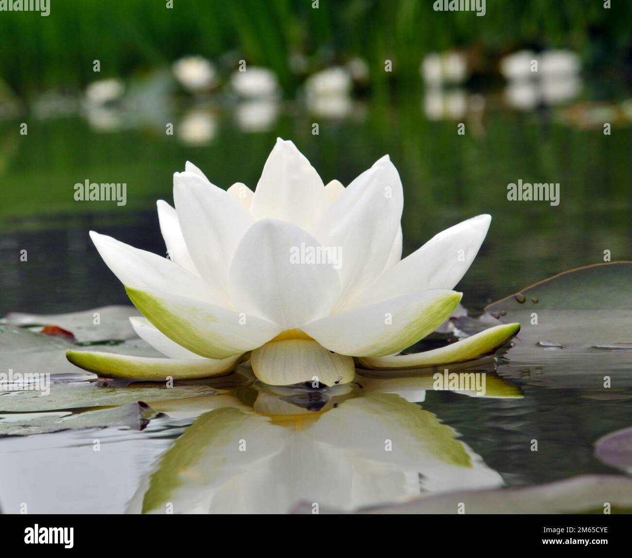 Blossoming lotus flowers in pond Stock Photo - Alamy