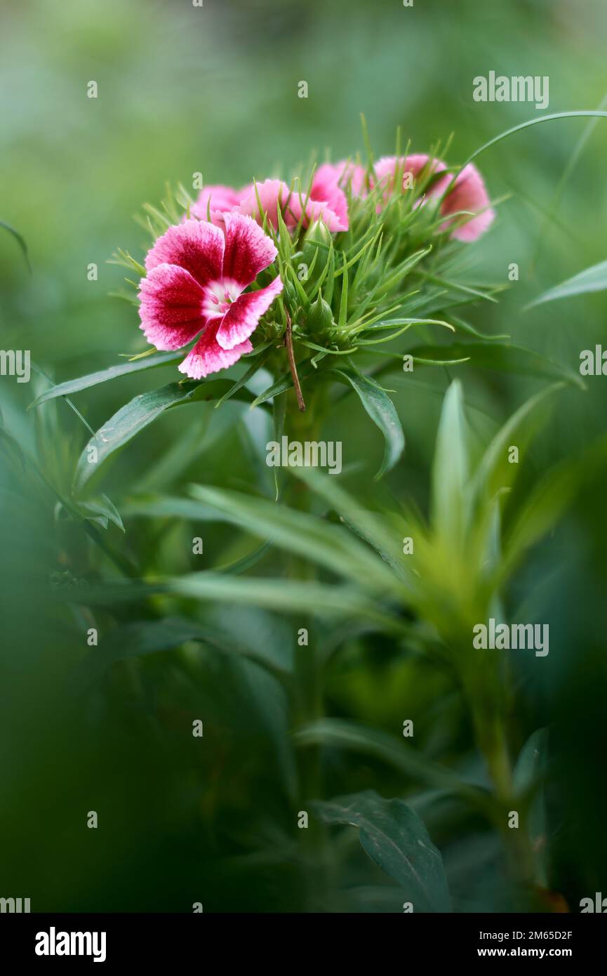 Vertical shot of beautiful Sweet William (Dianthus Barbatus) flower in ...