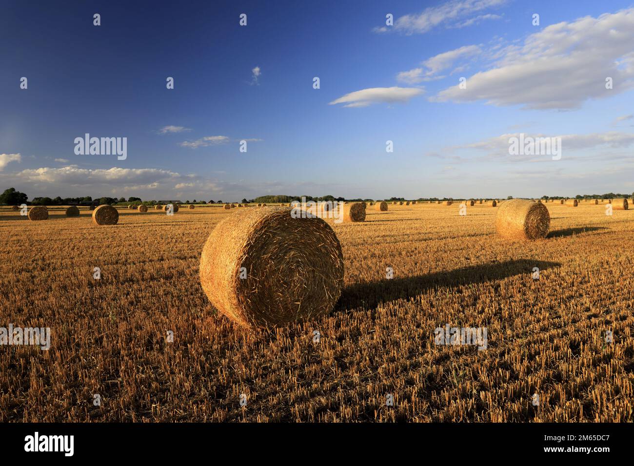 Straw bales in a Fenland field near Wisbech town, Cambridgeshire ...