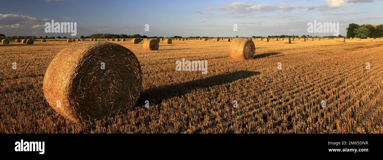 Straw bales in a Fenland field near Wisbech town, Cambridgeshire ...