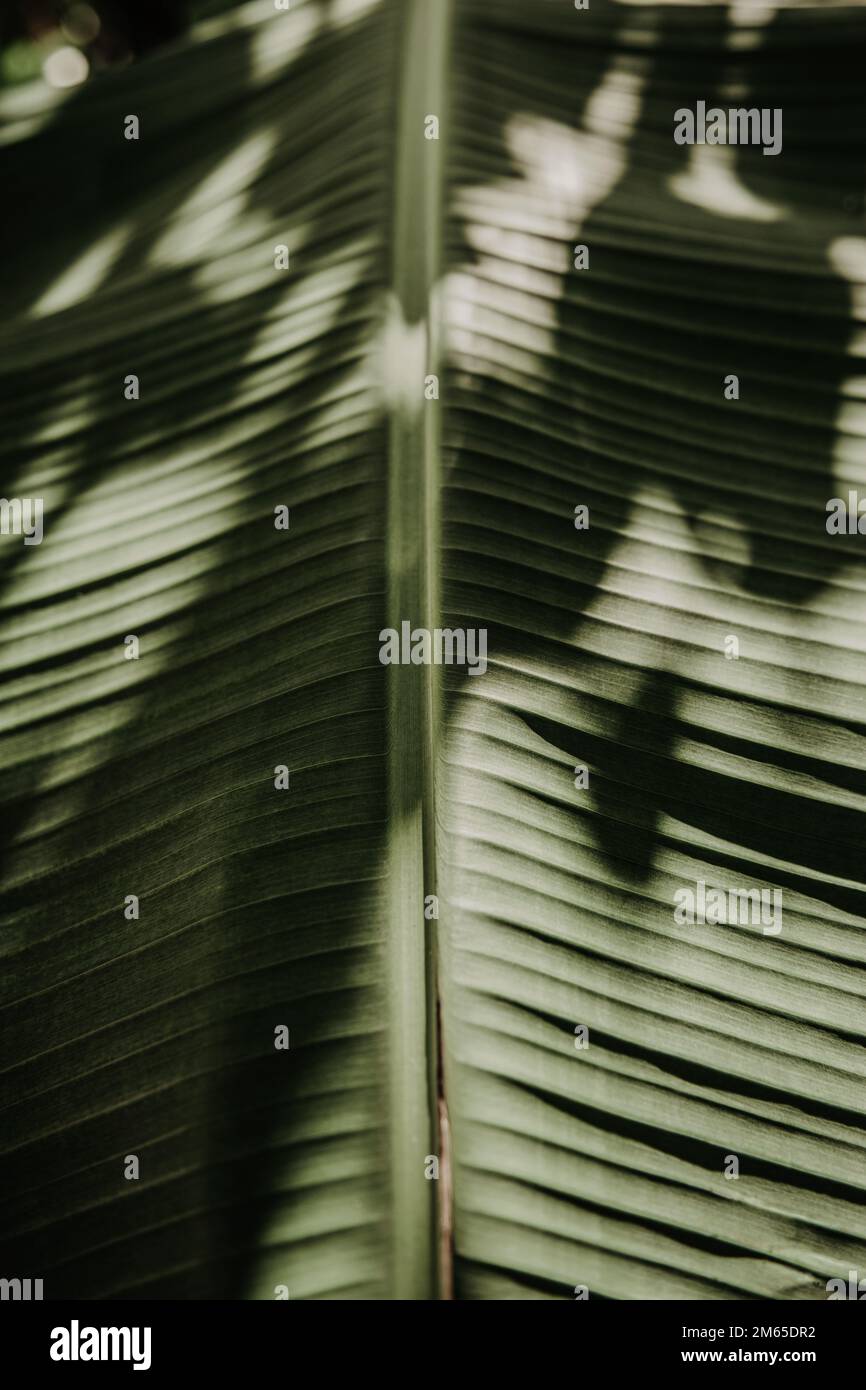 A vertical shot of tropical palm trees growing in the forest Stock ...