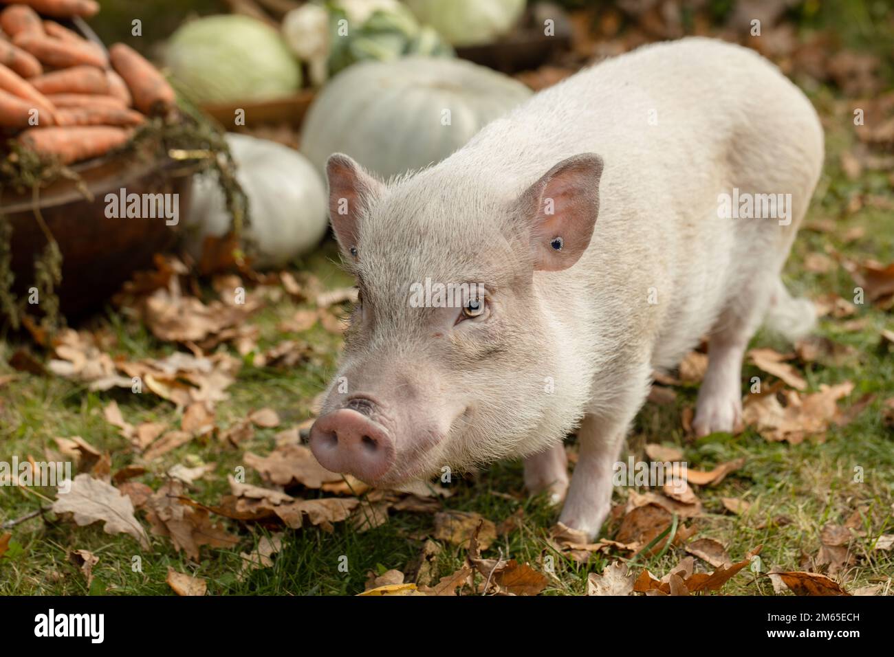 a white mini pig sits in a wicker basket. Autumn photo Stock Photo - Alamy